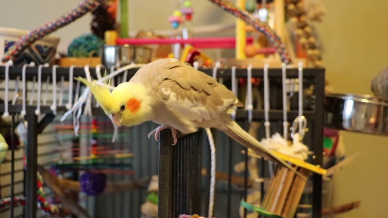 Clicker training a parrot - YouTube