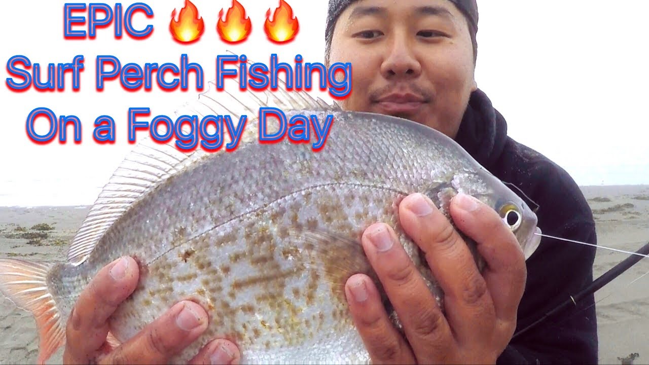 FOGGY DAY of HUGE California Redtail Surf Perch Fishing!! - YouTube