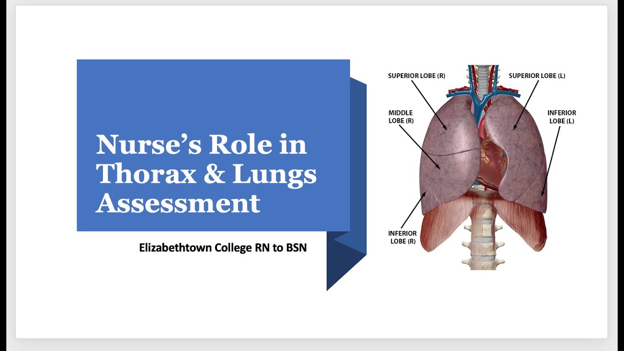 310 Lesson 2 Thorax Lung Assessment - YouTube