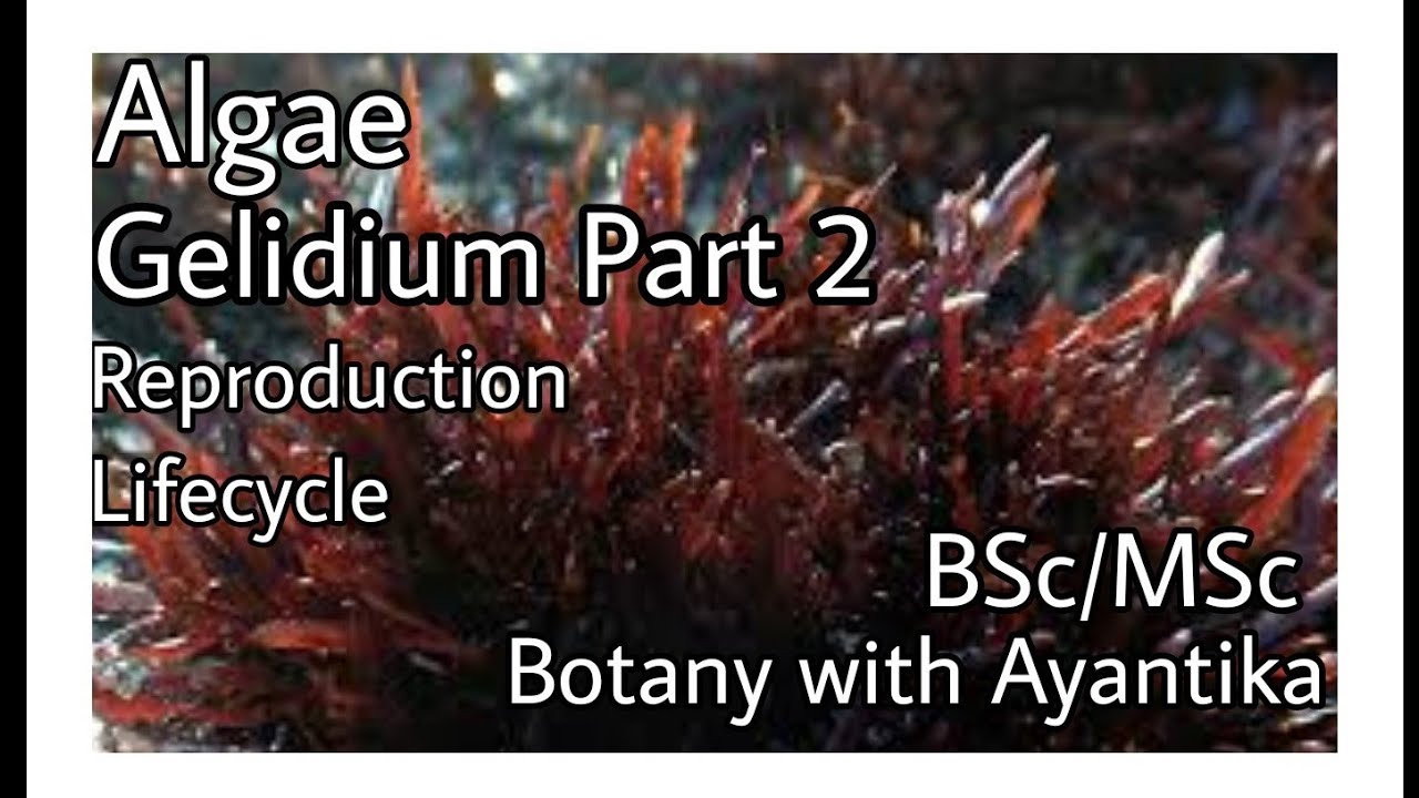 Gelidium Part 2 - YouTube