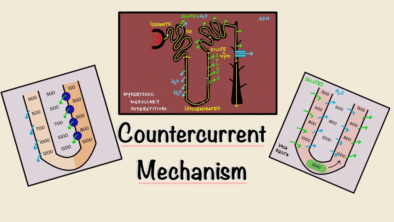 Countercurrent Mechanism | Loop of Henle | Concentration of urine ...