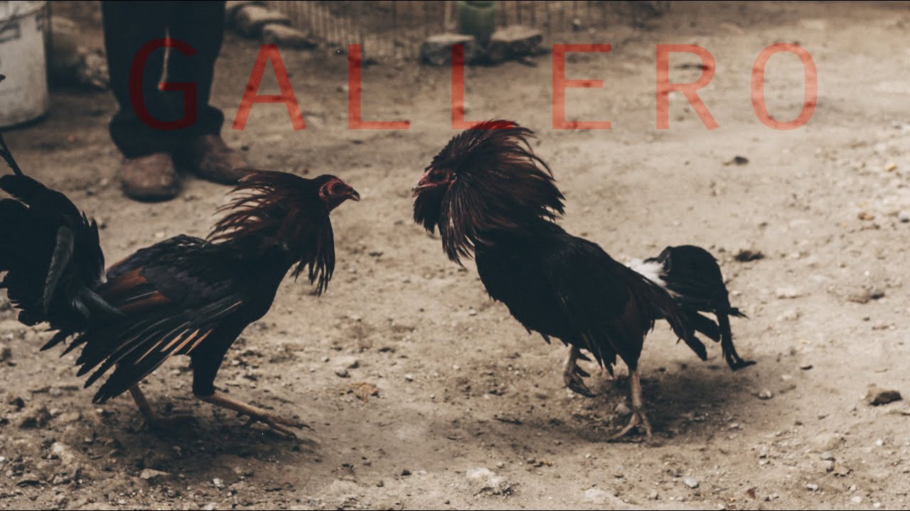 Gallero | Trailer | Corto documental - YouTube