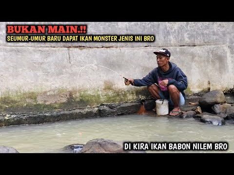 BIKIN KAGET.!! MANCING SEHABIS HUJAN BESAR PERTAMA KALI DAPAT IKAN MONSTER JENIS INI BRO - YouTube