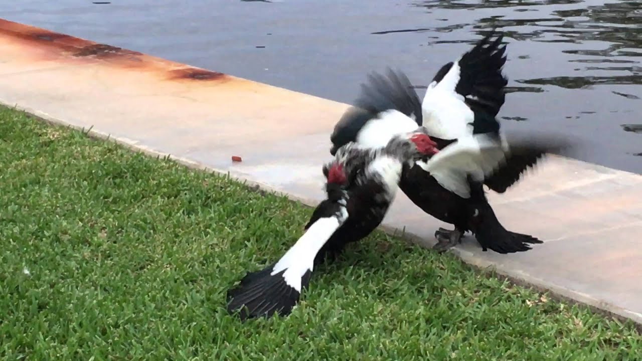 Holy Duck! Ducks fight over female! - YouTube