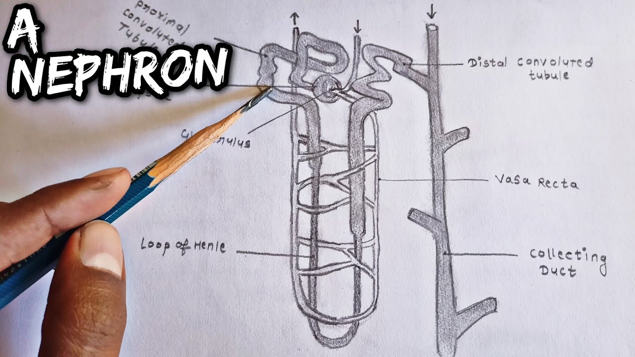 How to Draw Nephron Labelled Diagram - Drawing - YouTube