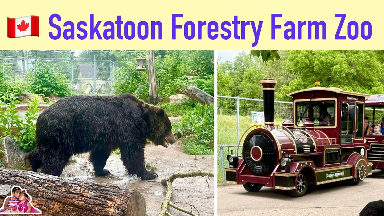Saskatoon Forestry Farm Park and Zoo🦬🐏🐻place to visit with kids in ...