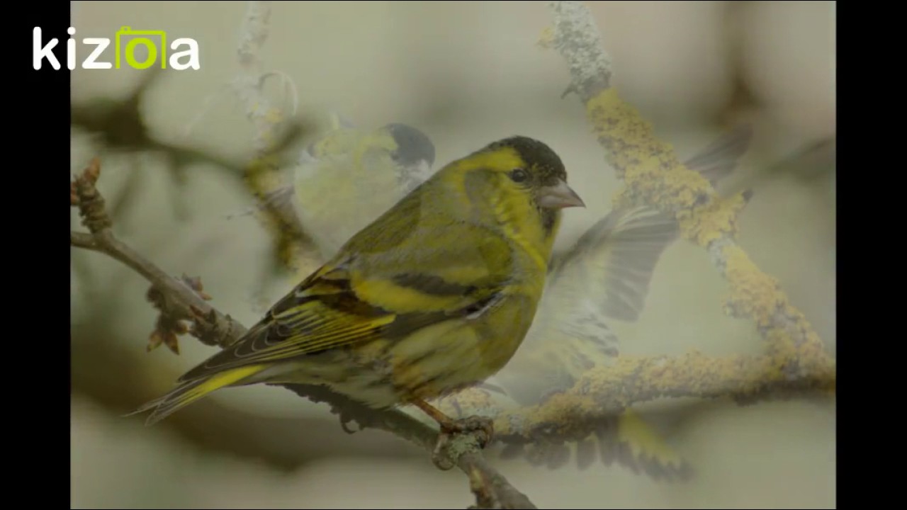 cantec scatii(siskin song) - YouTube