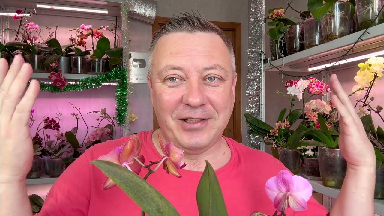 орхидеи РАЗОЧАРОВАНИЕ и ОЧАРОВАНИЕ года // орхидея с Авито - это ...