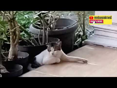 hawa panas bikin gerah si kucing