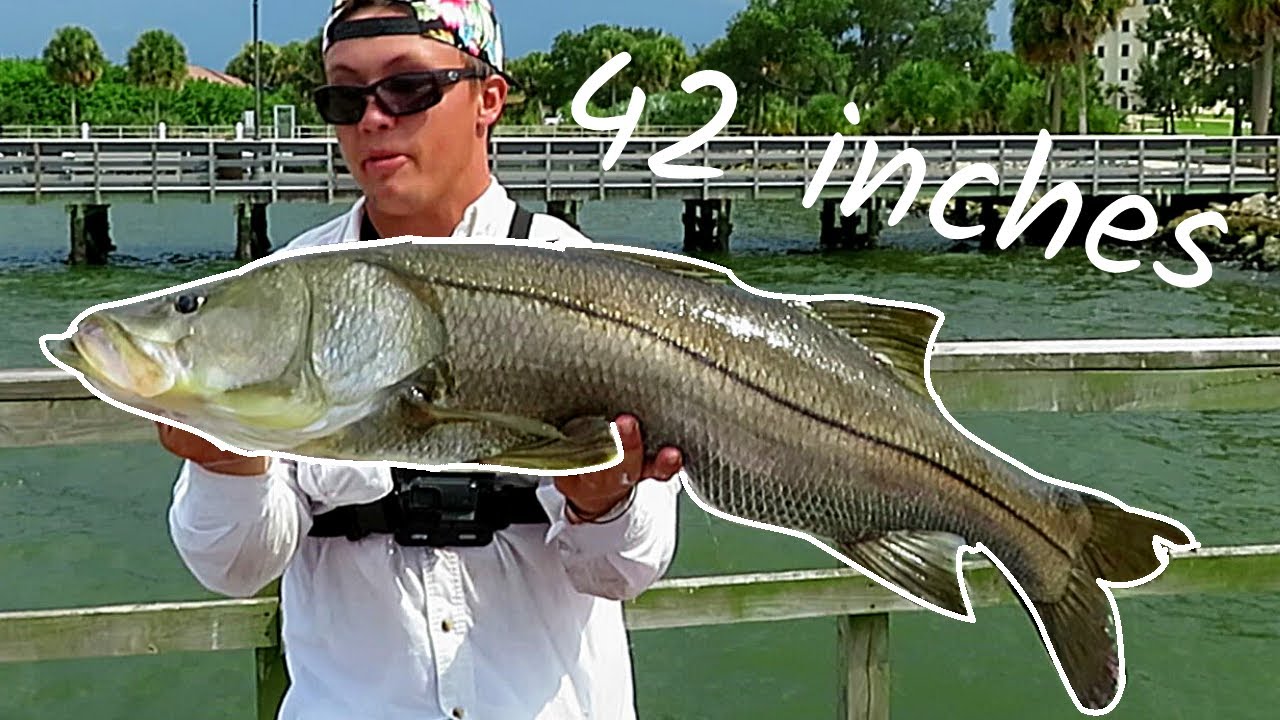My Personal Best Snook In Tampa Bay! - YouTube