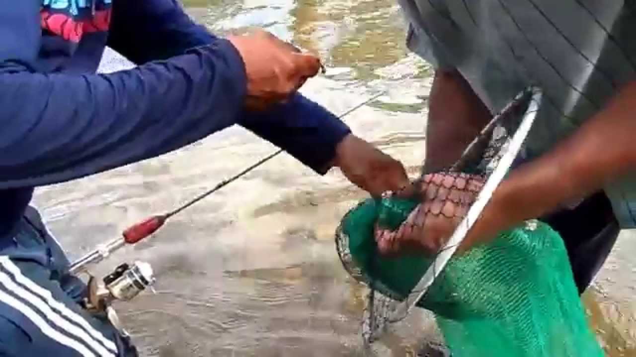 Pesca de Pacu Rio Palmeiras (TO) - YouTube