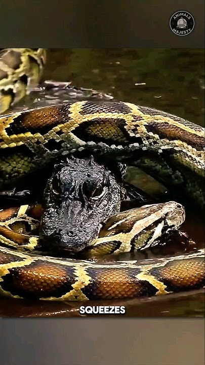Alligator Attack Python (Alligator vs Python) #shorts - YouTube