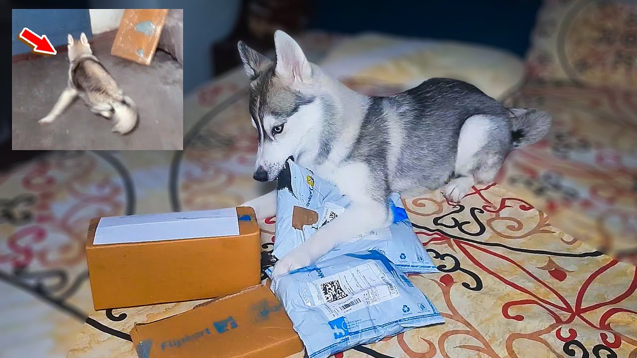 Husky Opens His Own Gift Receives A Toy and Much More And Goes Crazy ...