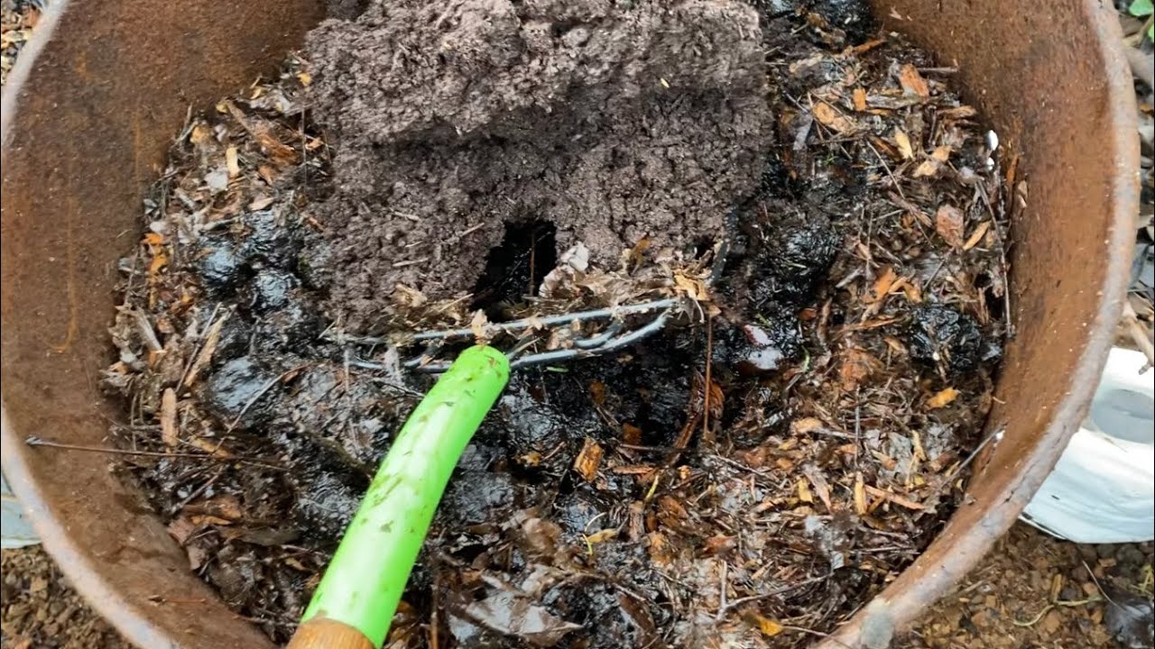 How to Prepare and stratify Black Walnuts for Germination - YouTube