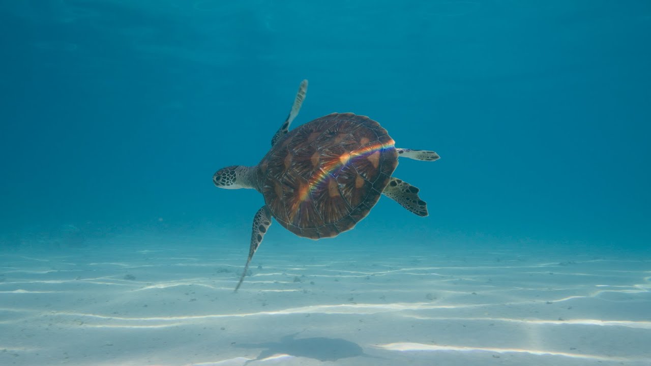 The Next Chapter - YouTube