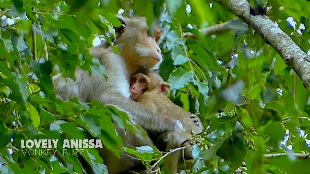 Lovely adorable baby monkey Anissa enjoy fully milk, Cute monkey Anissa ...