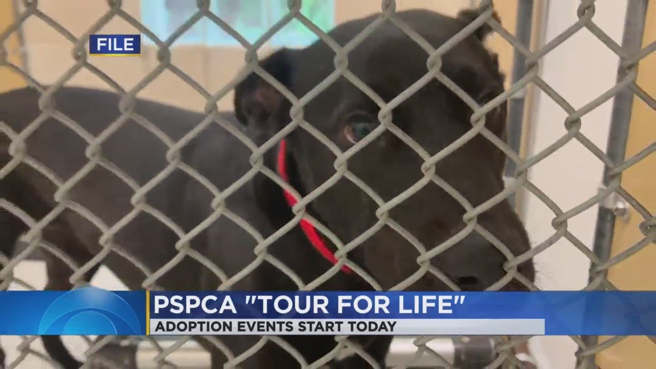 Pennsylvania SPCA's Tour for Life starts Monday - YouTube