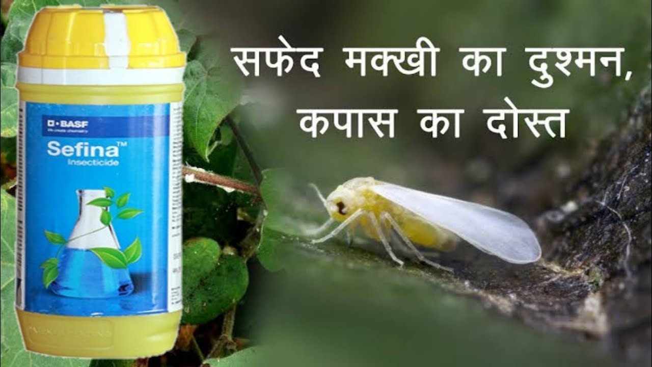Sefina Insecticide BASF - YouTube