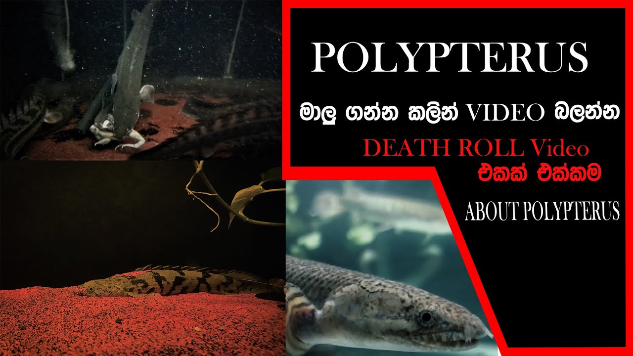 Polypterus fish ( සි0හලෙන් ම )🇱🇰 AquaLifeSL - YouTube