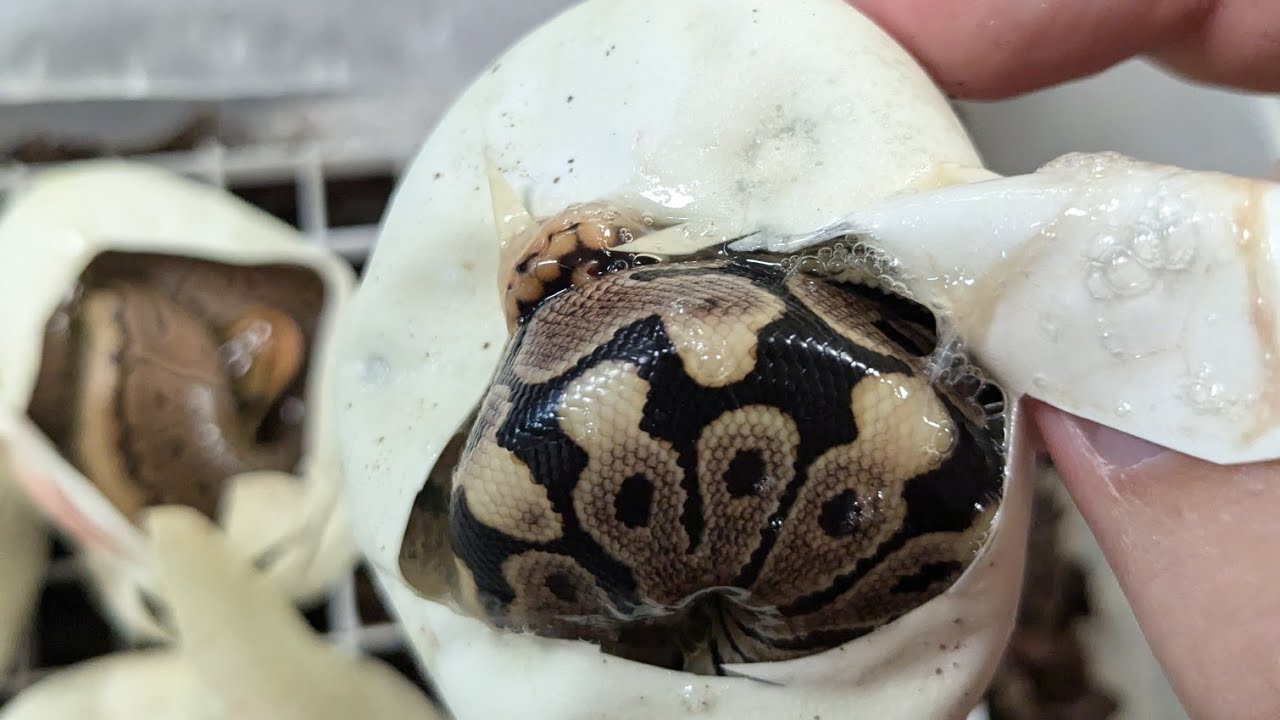 Final Ball Python Egg Cutting of the Year - YouTube