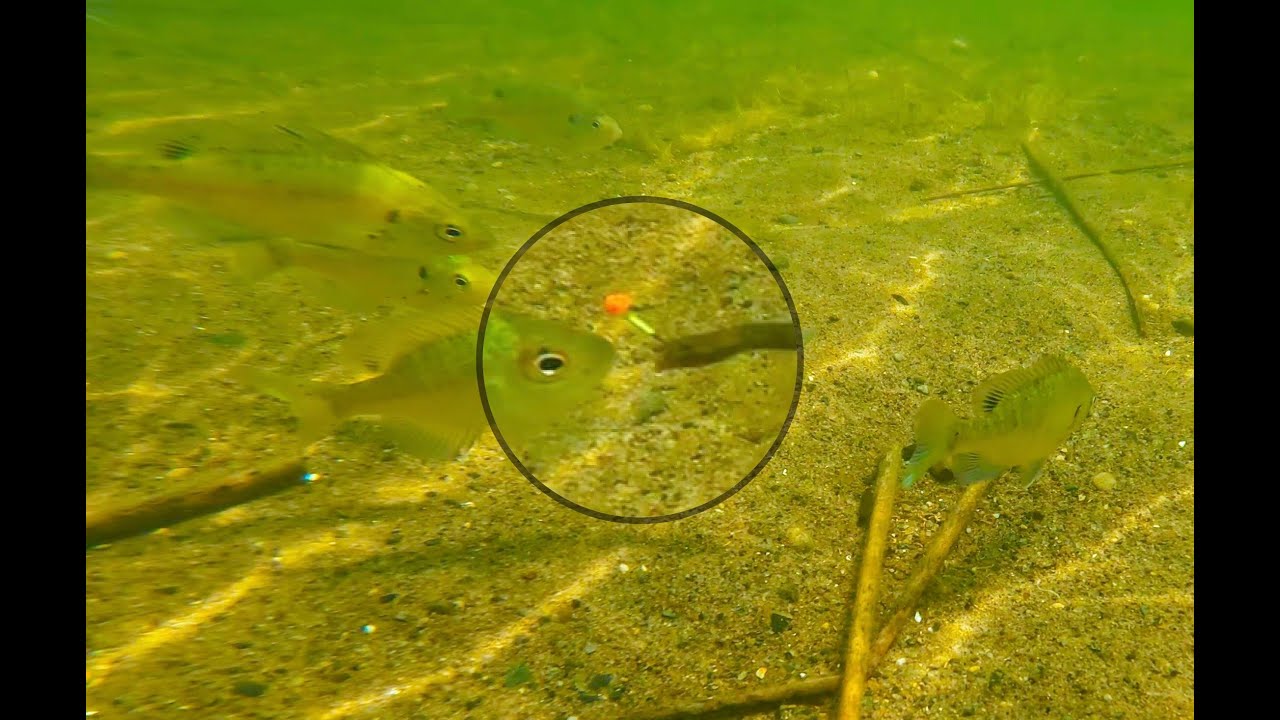 Big school of bluegill - YouTube