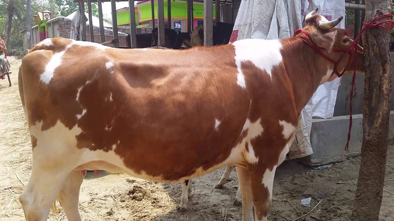 382. jarsi cow farming in pabna mrittika dairy farm and sells points ...