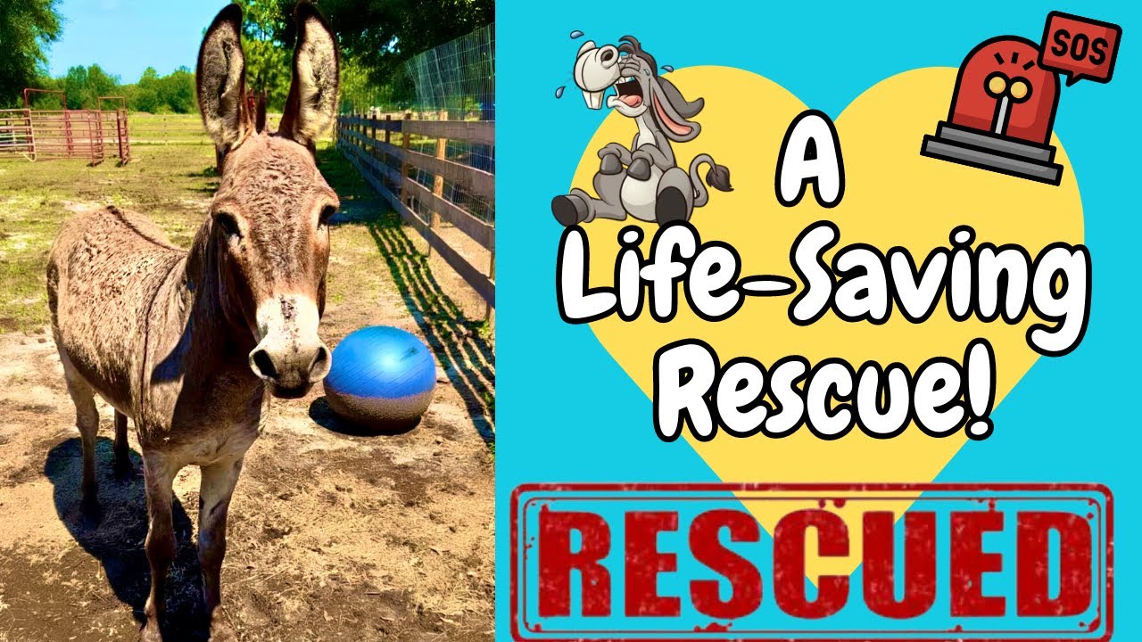 A life saving rescue🫏 - YouTube