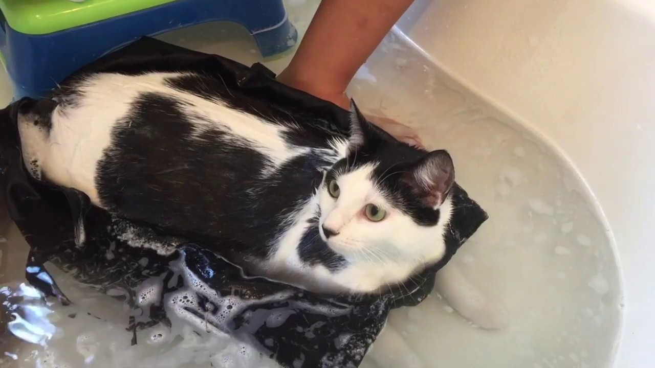 Super Calm Cat Bath - YouTube