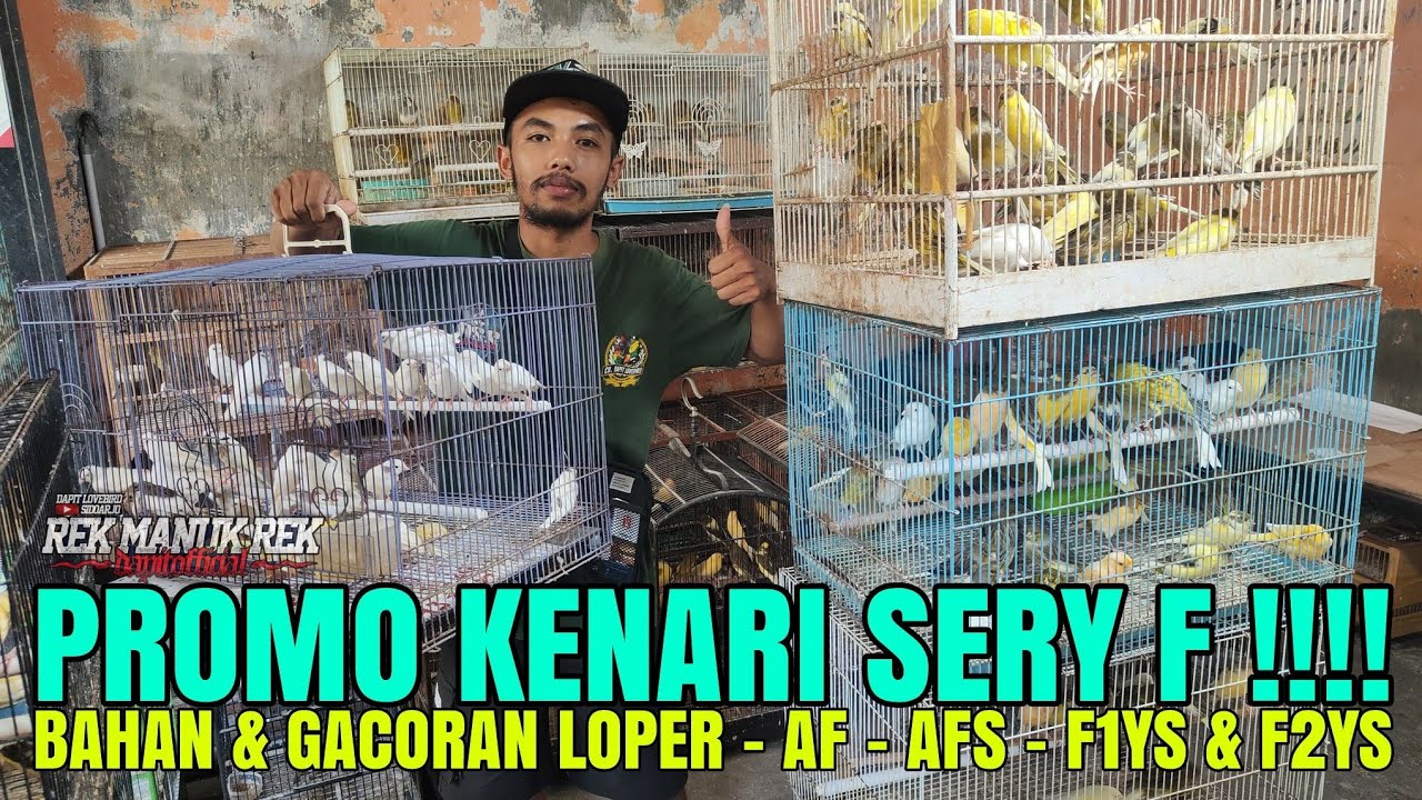 PROMO KENARI SERI F !!! STOK FULL F1YS - F2YS !! Bahan dan Gacoran ...