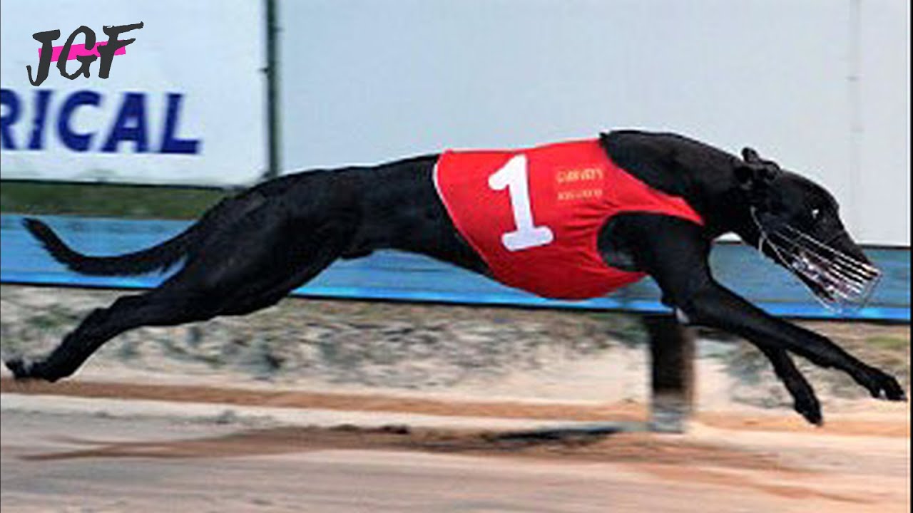 Greyhounds - Dog race - YouTube