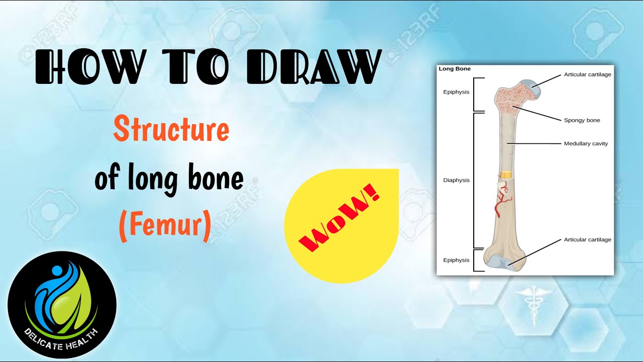 long bone diagram|how to draw long bone! - YouTube