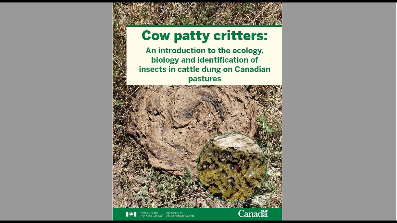 523 Cow Patty Critters (Book Review June 2023) - YouTube