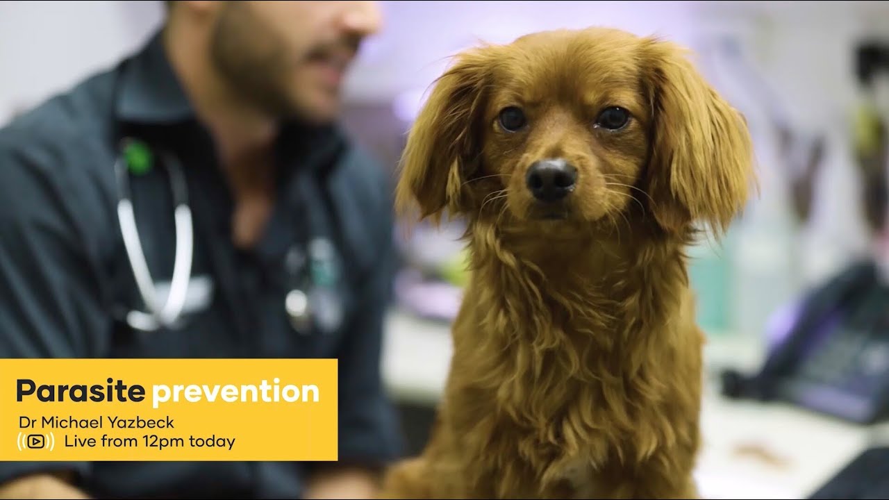 Flea Tick and Worm Live Q&A with Dr Michael Yazbeck - 2019 - YouTube