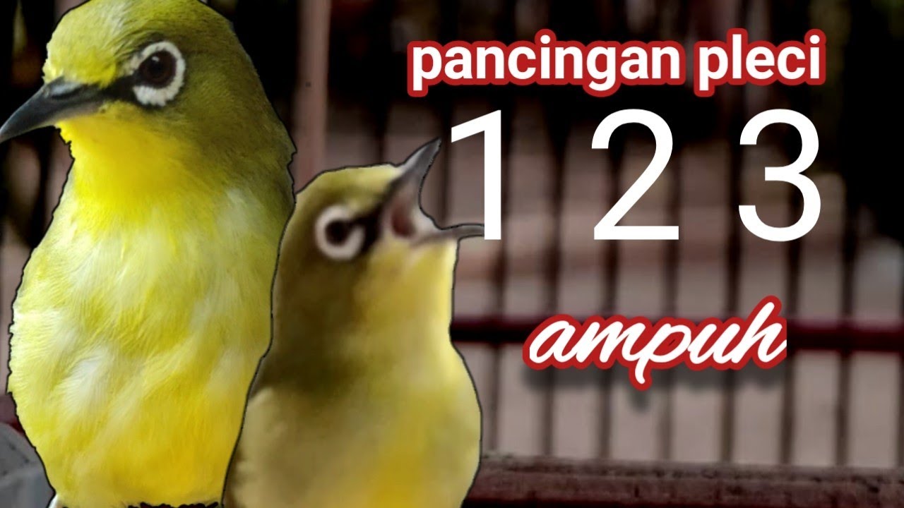 Kicoan Pleci 123 Ngalas Standart,Lumayan Buat Pancingan Pleci Ombyokan ...