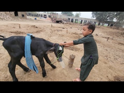 How to make rope halter for buffalo calf | Buffalo calf care | Chacha ...