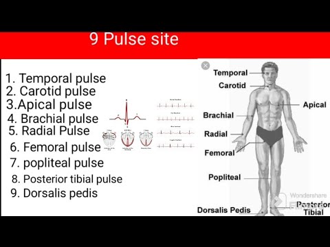 Pulse site in human body|9 Pulse site #viral #medical #medicalschool ...