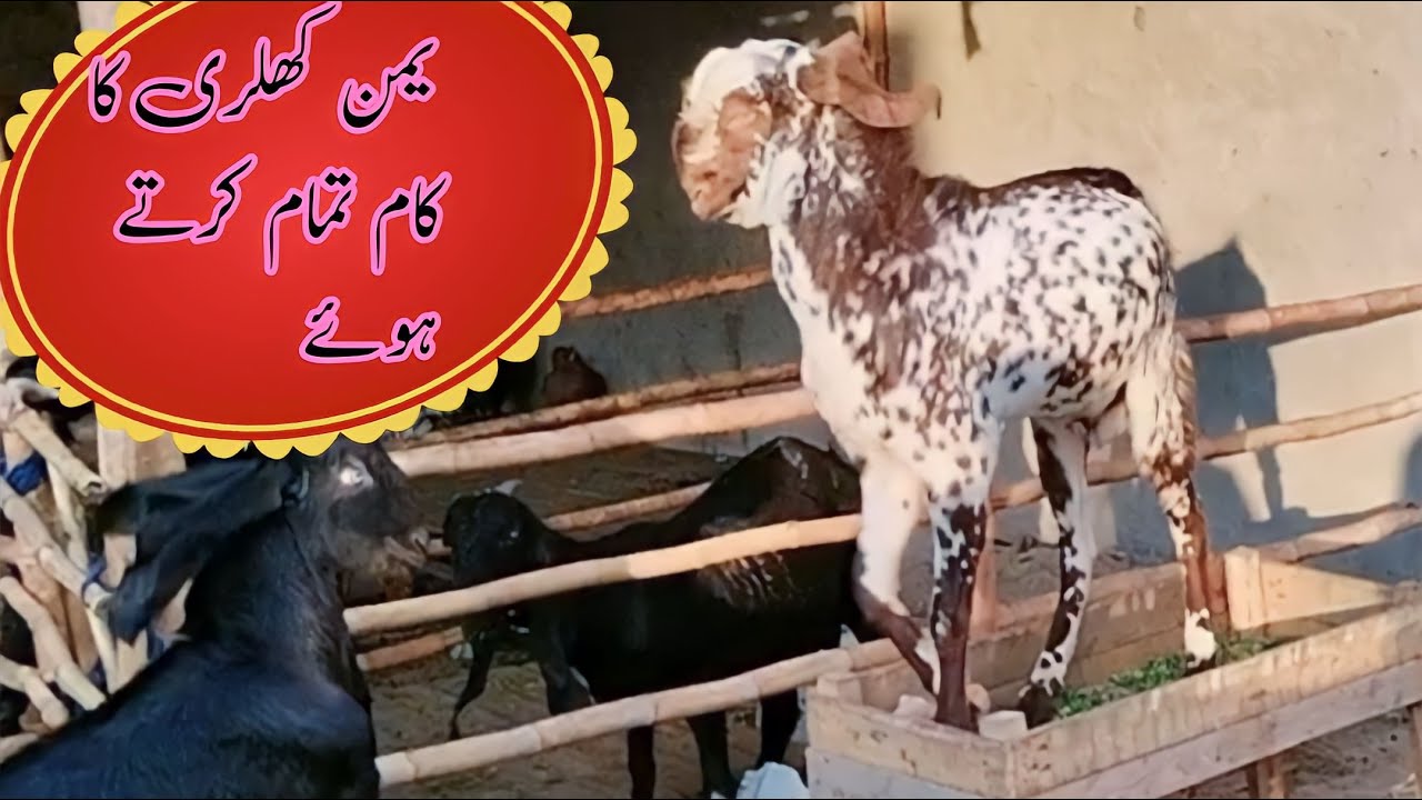 Big goat goat climbed on the khurli || goat video || #dailyvlog # ...