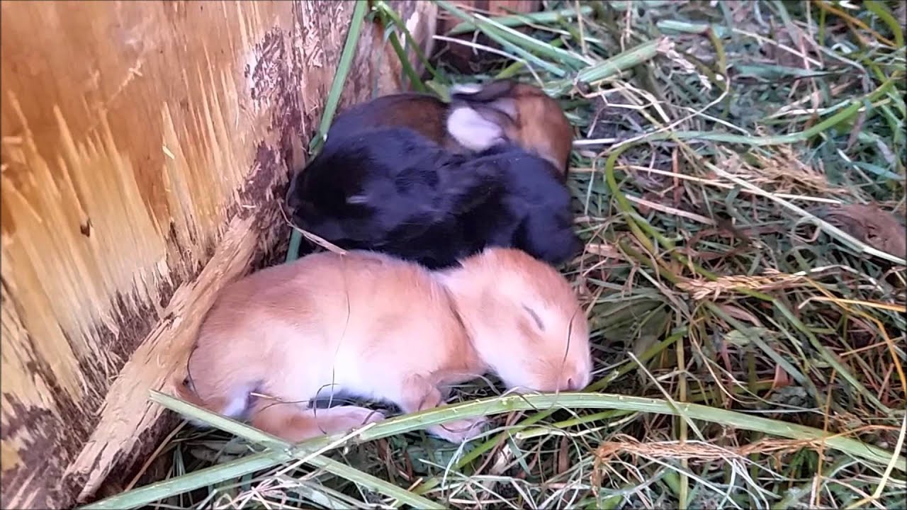 DOPPELBEFRUCHTUNG KANINCHEN rabbit double fertilization - YouTube