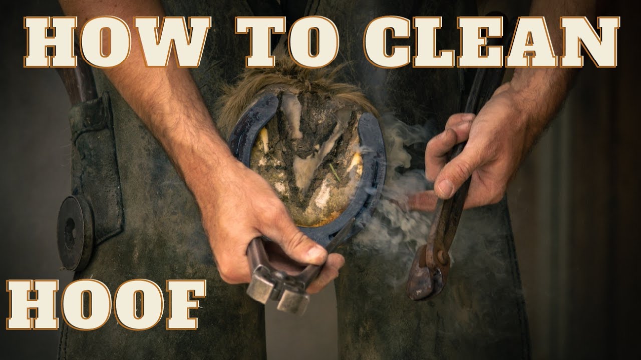 How to clean Hoof? | How it's works? - YouTube