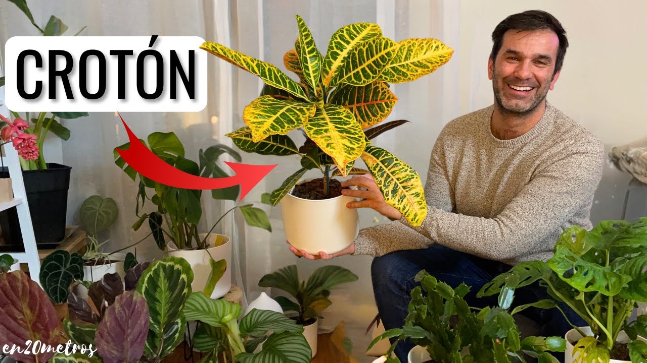 CUIDADOS IIMPRESCINDIBLES DEL CROTÓN: la planta más bonita de Hawaii 🍹🌴 ...