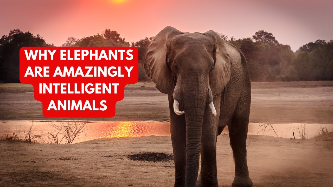 Why are Elephants amazingly intelligent animals (ELEPHANTS INTELLIGENCE ...