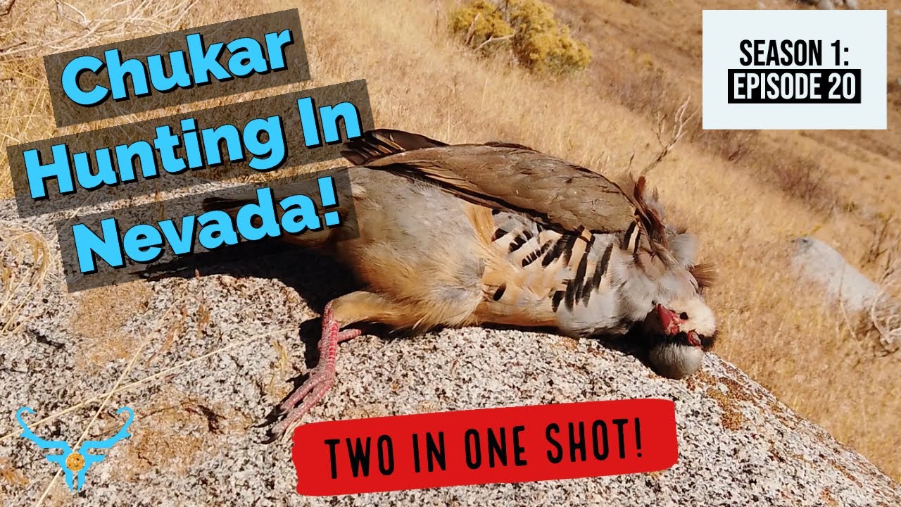 Chukar Hunting