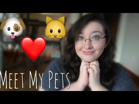 Meet My Pets - YouTube
