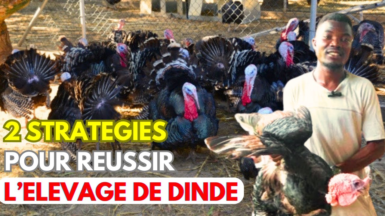 L'Elevage de Dindes à Grande Echelle devient Une Réalité en Afrique - YouTube