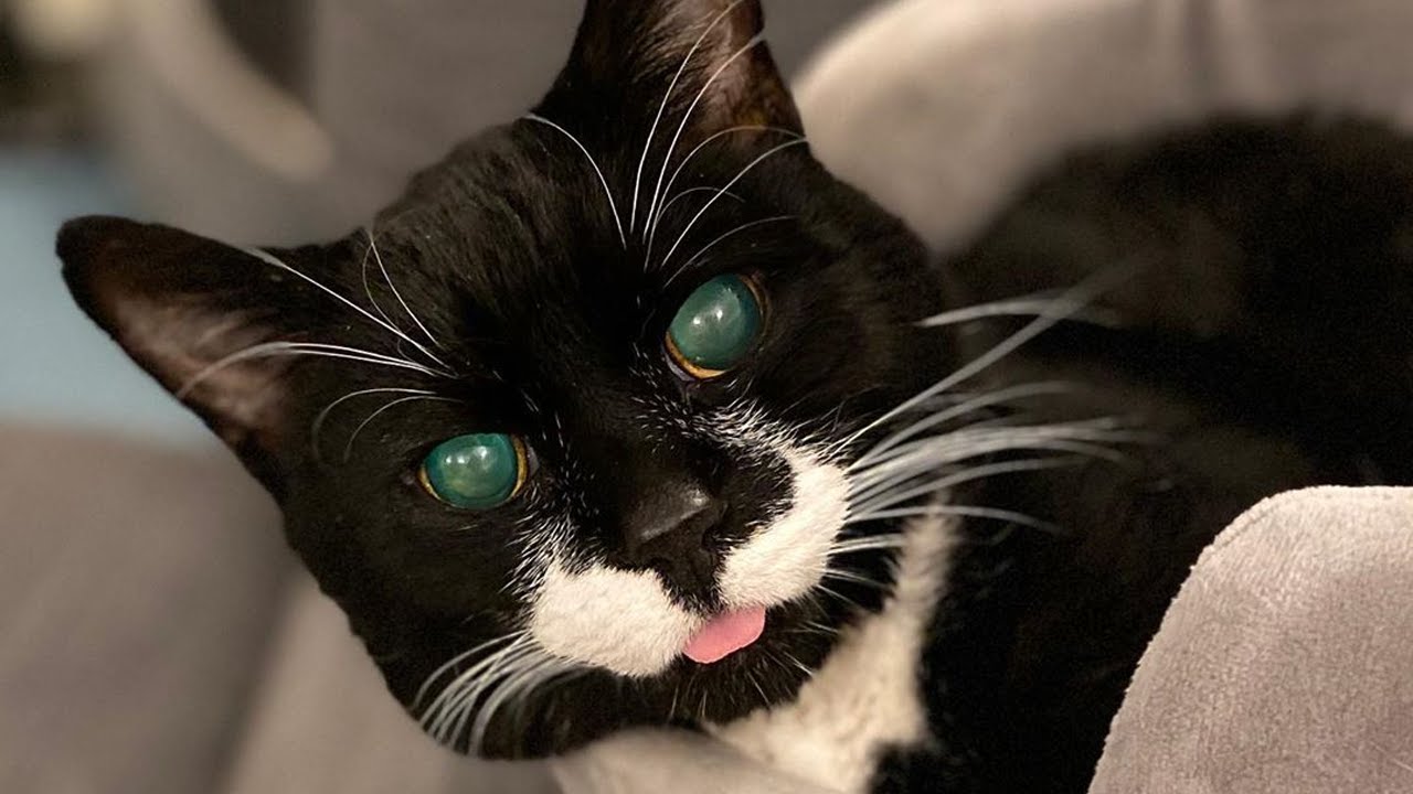 Meet Barney, The Blind Senior Cat Who Found The Perfect Forever Home ...
