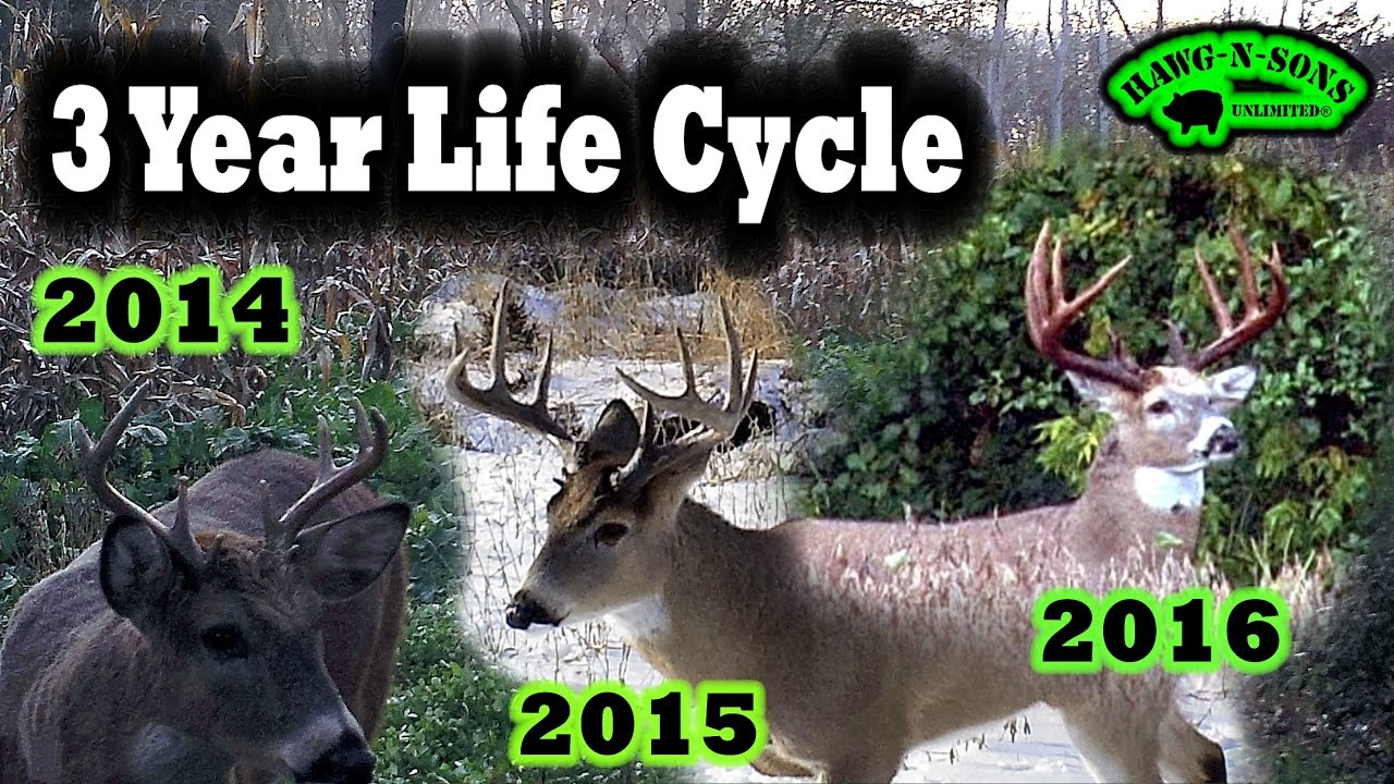 Hunting Deer BIGGEST 3.5 Year Old Whitetail Buck EVER Crab Claw II Life ...