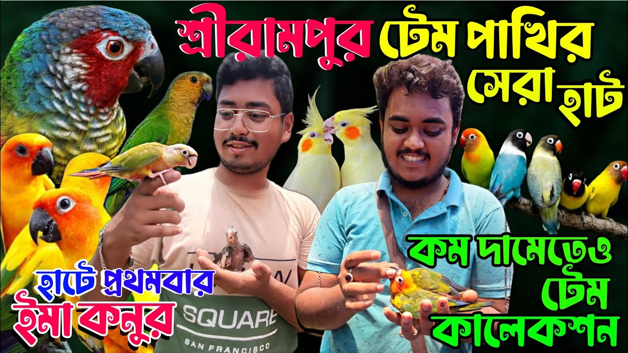 শ্রীরামপুর হাটে ধামাকা টেম পাখির কালেকশন | হাটে প্রথমবার Emma Conure 💥 ...