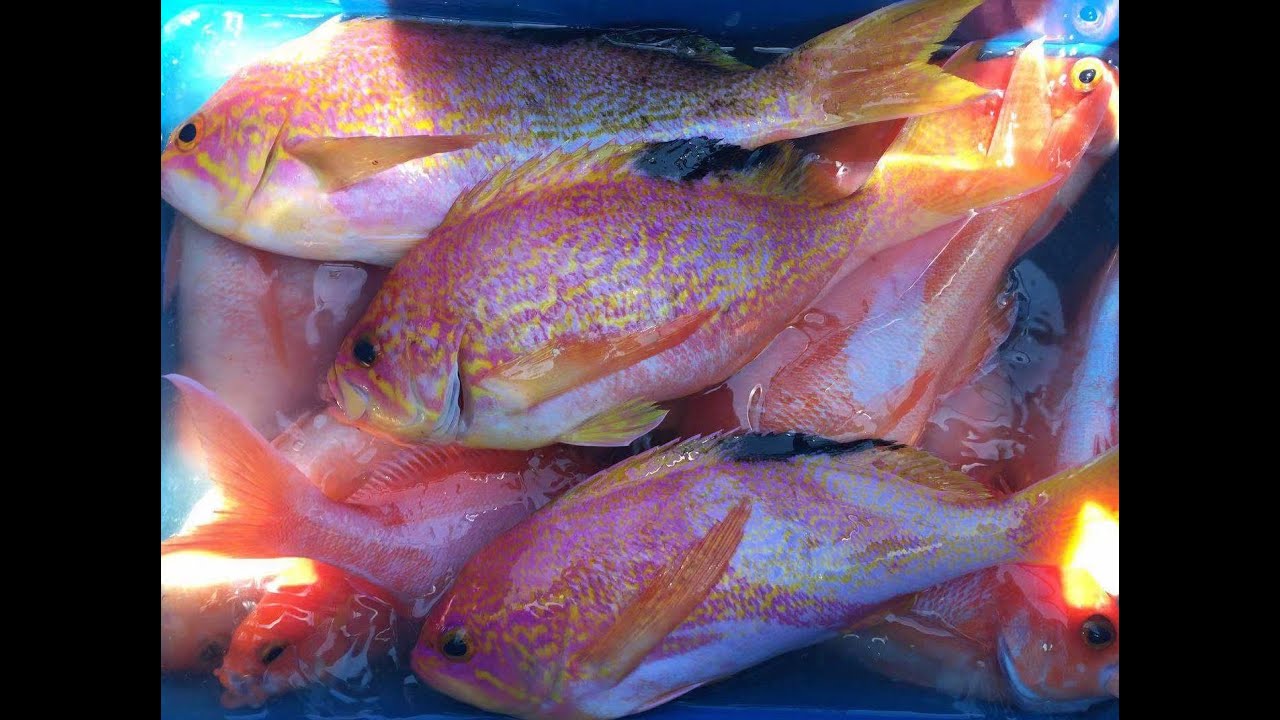 Longfin Orange Perch Hat-Trick by Master EW part 2 - Slow Jigging with ...