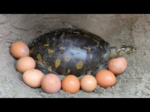 kochop 🐢 ke jibon dilam কচ্ছপ 🐢কে জীবন দিলাম#dailyvlog #vlog#srksankar ...