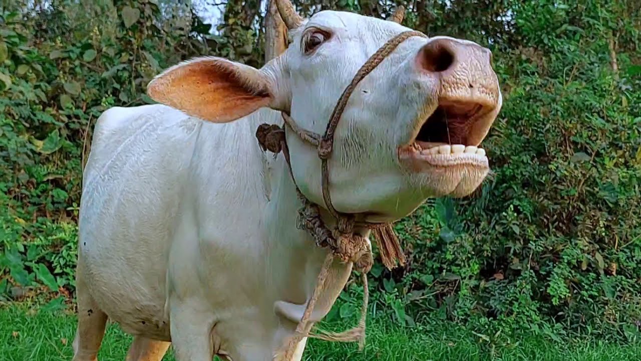 Real Cow Mooing Sound And Videos, 7 Cow Sound Loudly At Village ...